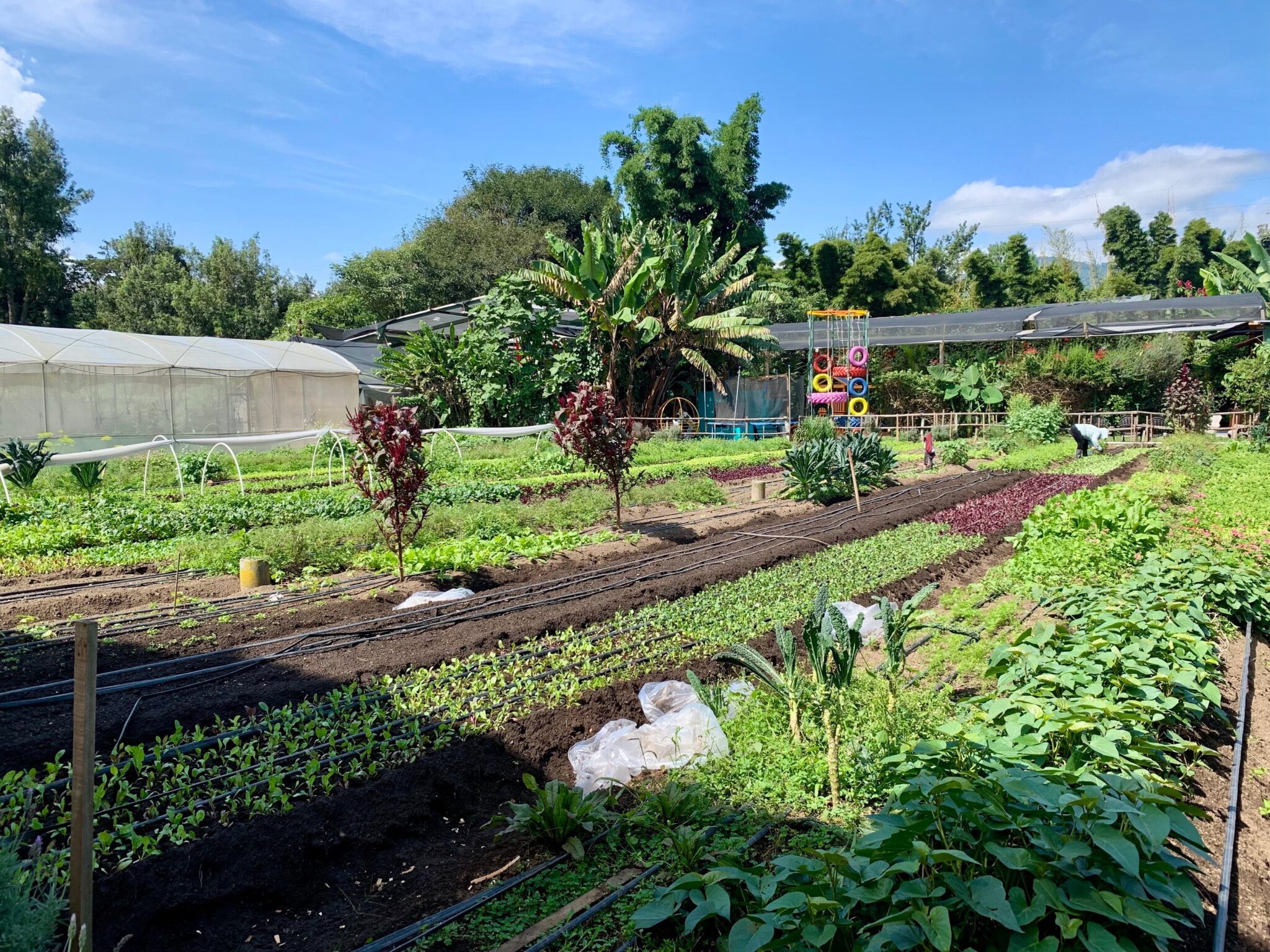 Antigua, Guatemala With Kids: Family Friendly Farms - Wanderlust Haaks