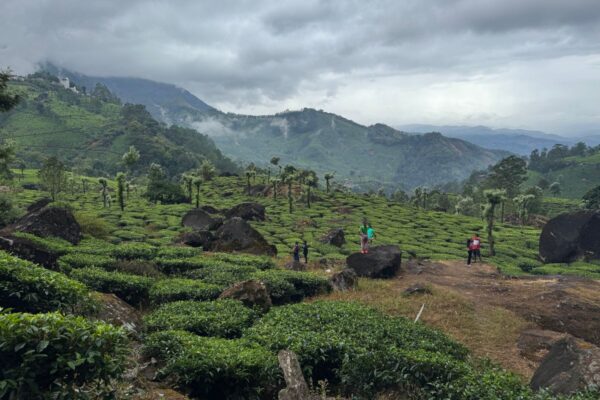What to Do in Munnar – The Ultimate Family Travel Guide - Wanderlust Haaks